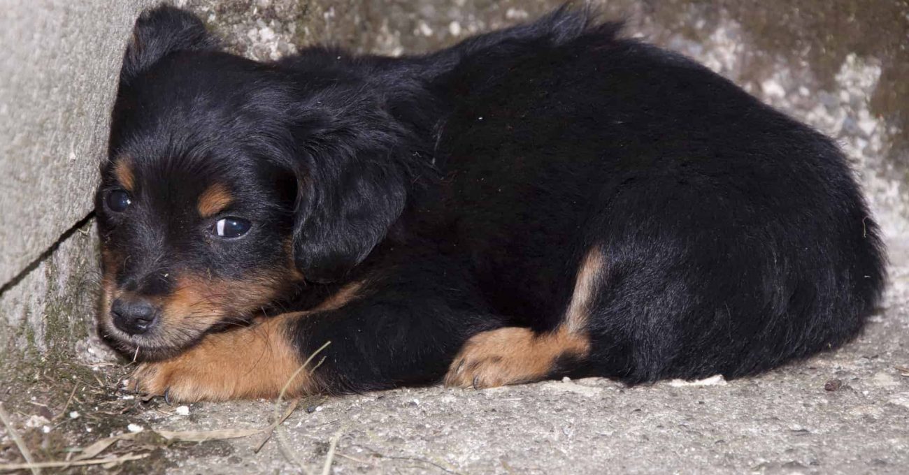 Reconnaître la peur chez le chien - Les fidèles moustachus