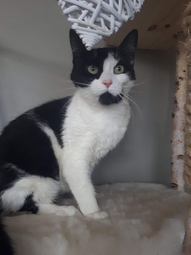 Chatouille - Les fidèles moustachus