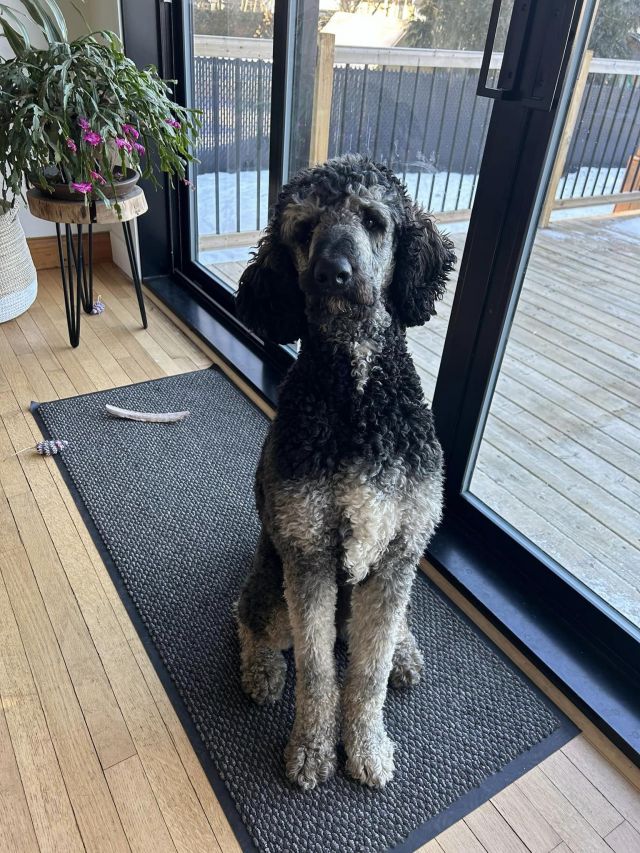 Balou - Les fidèles moustachus