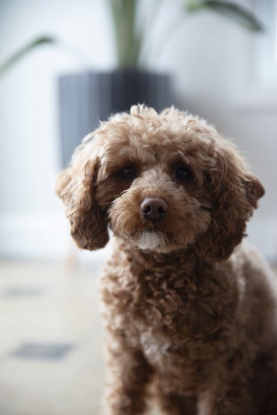 Tilou - Les fidèles moustachus